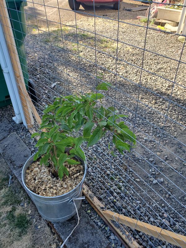 Anna Hardy Kiwi Vines for Sale – FastGrowingTrees.com