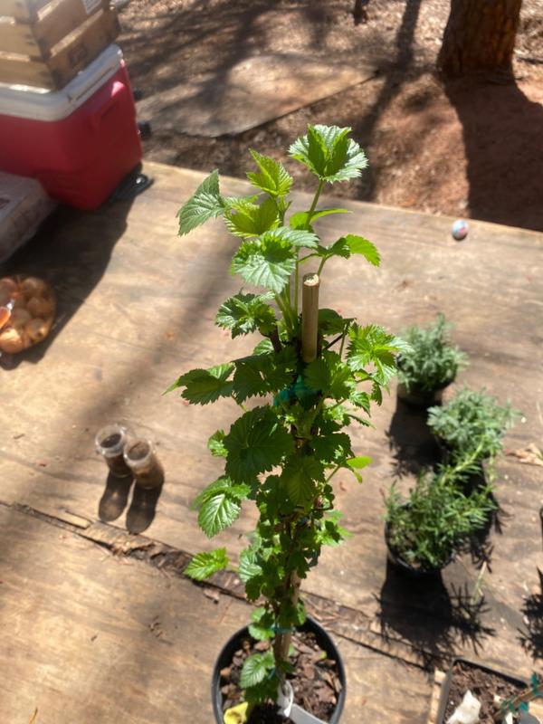 Kiowa Blackberry Bushes for Sale– FastGrowingTrees.com