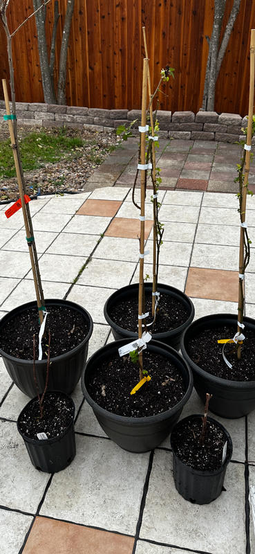 Kiowa Blackberry Bushes for Sale – FastGrowingTrees.com