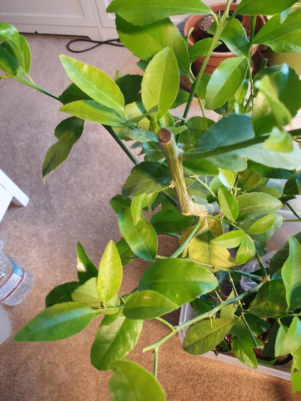Ponderosa Lemon Trees for Sale– FastGrowingTrees.com