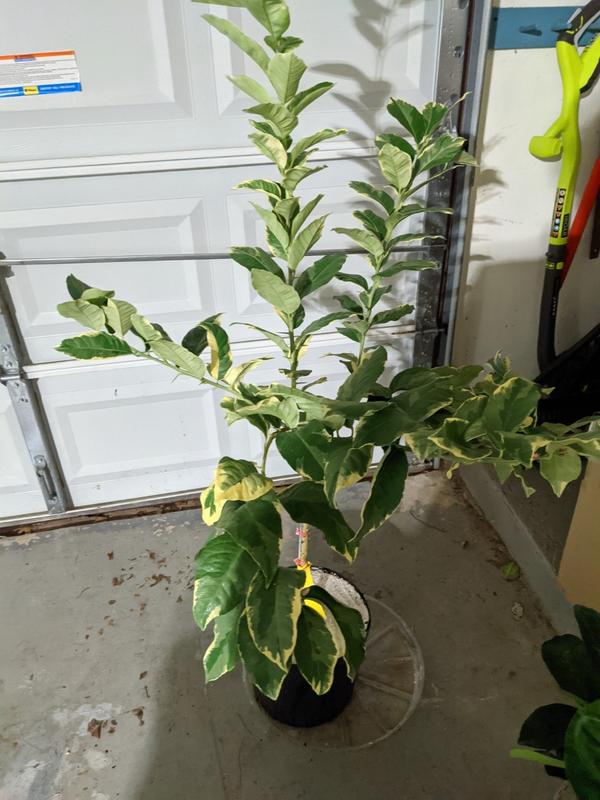 Pink Variegated Lemon Trees for Sale – FastGrowingTrees.com