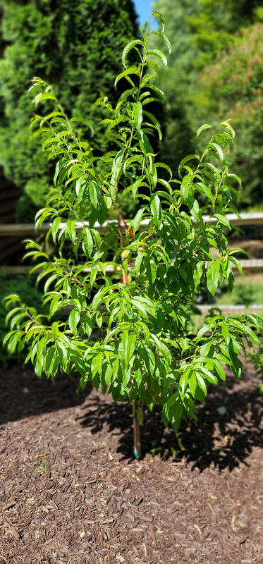 Reliance Peach Trees for Sale – FastGrowingTrees.com