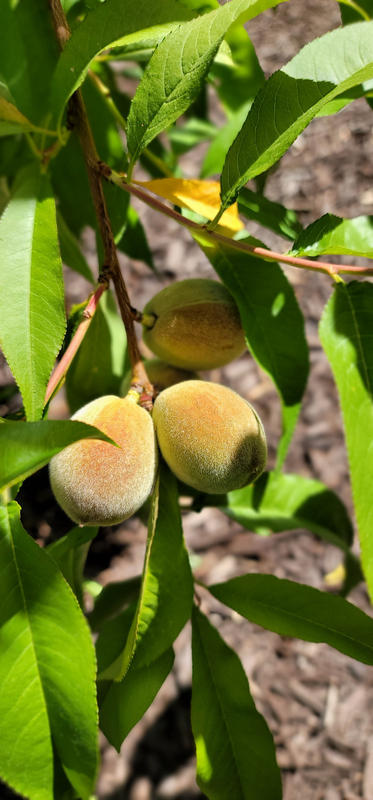Reliance Peach Trees for Sale – FastGrowingTrees.com