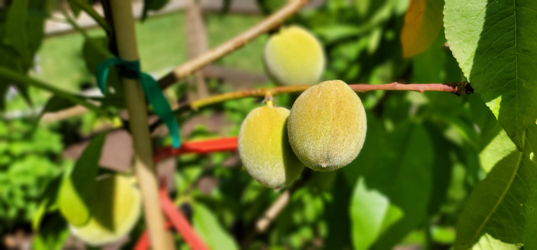 Reliance Peach Trees for Sale – FastGrowingTrees.com