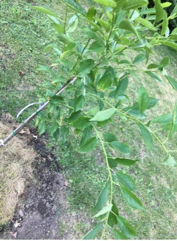 Bubblegum 'Toka' Plum Trees for Sale – FastGrowingTrees.com