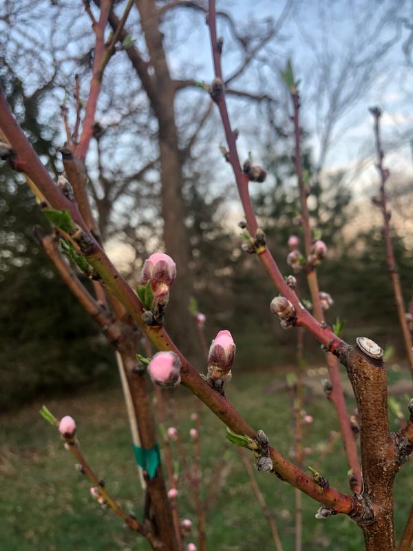 Sunglo Nectarine Trees for Sale – FastGrowingTrees.com