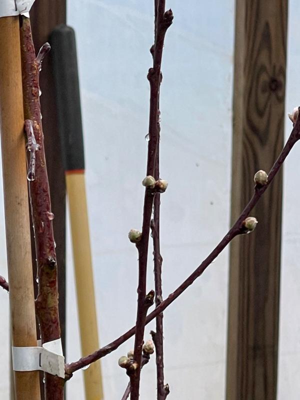 Sunglo Nectarine Trees for Sale – FastGrowingTrees.com