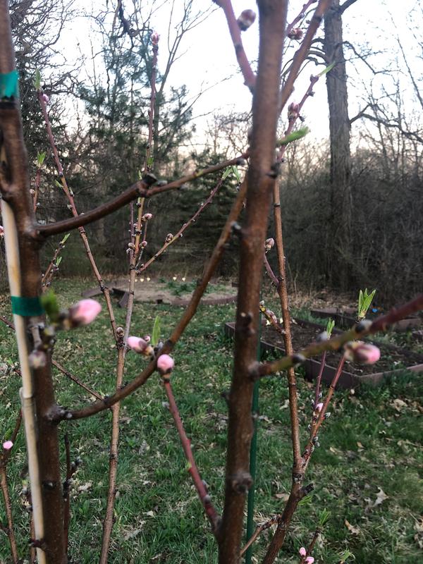 Sunglo Nectarine Trees for Sale – FastGrowingTrees.com