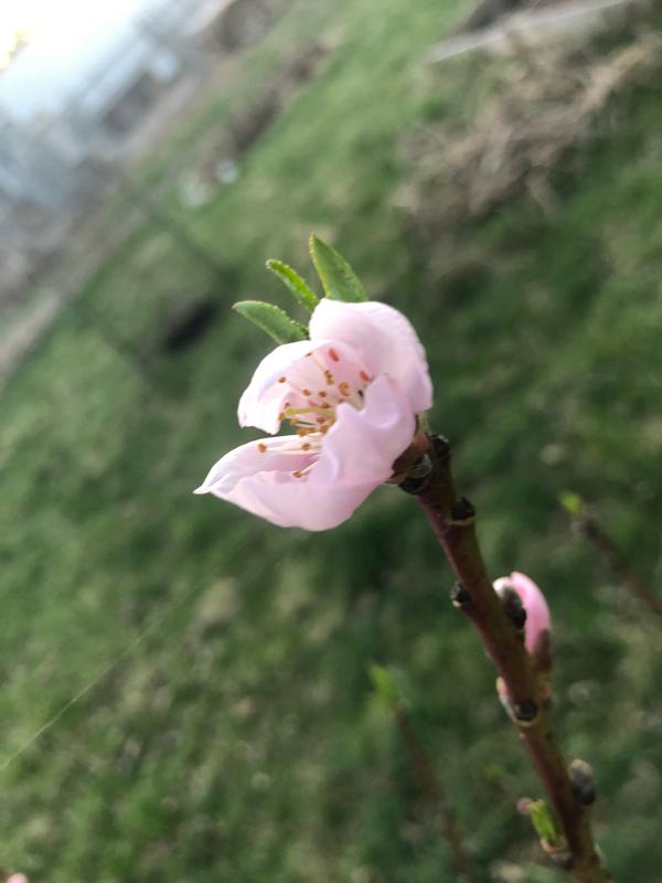 Sunglo Nectarine Trees for Sale – FastGrowingTrees.com