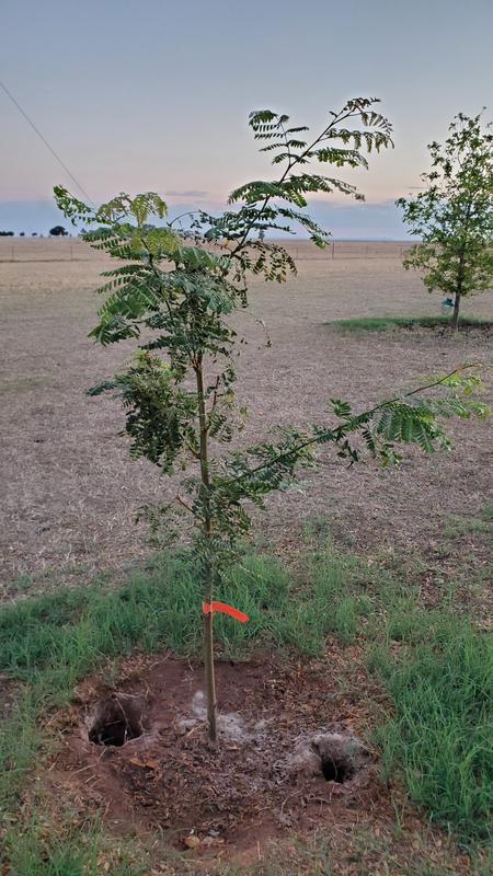 Shademaster Honeylocust Trees for Sale – FastGrowingTrees.com