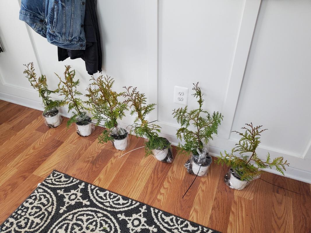 Baby Giant Arborvitaes for Sale – FastGrowingTrees.com