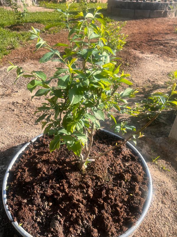 Premier Blueberry Bushes for Sale – FastGrowingTrees.com