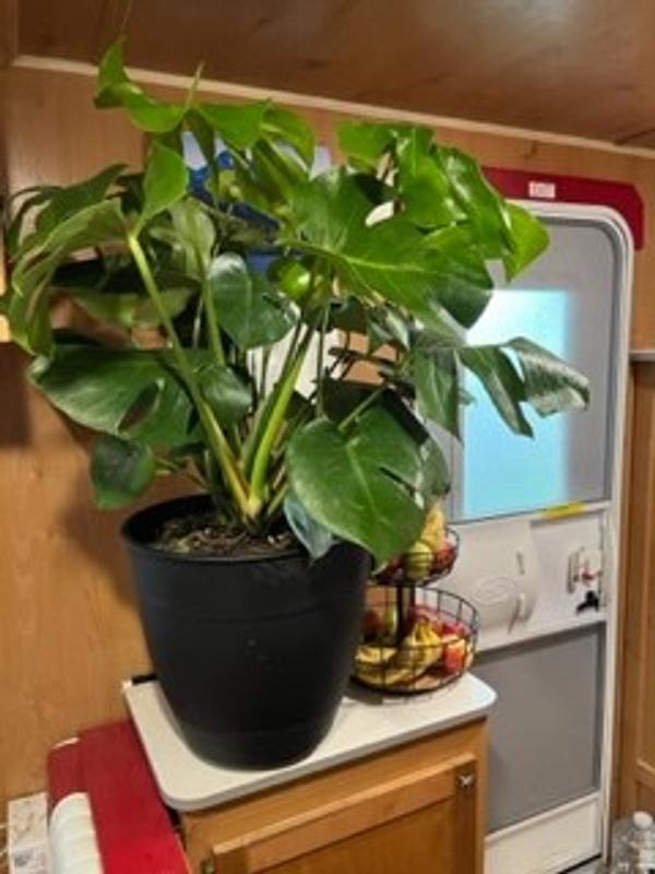 Swiss Cheese Plants for Sale – FastGrowingTrees.com