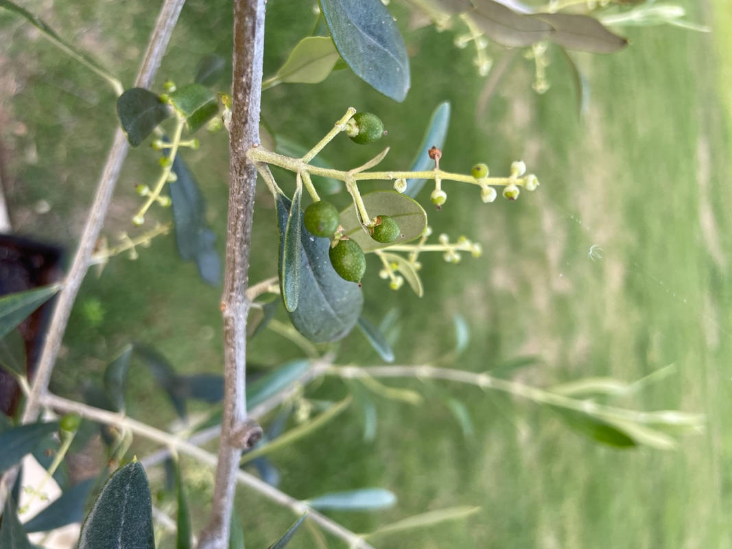 Frantoio Olive Trees for Sale – FastGrowingTrees.com