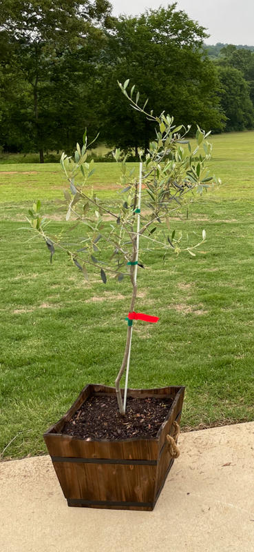 Frantoio Olive Trees for Sale – FastGrowingTrees.com