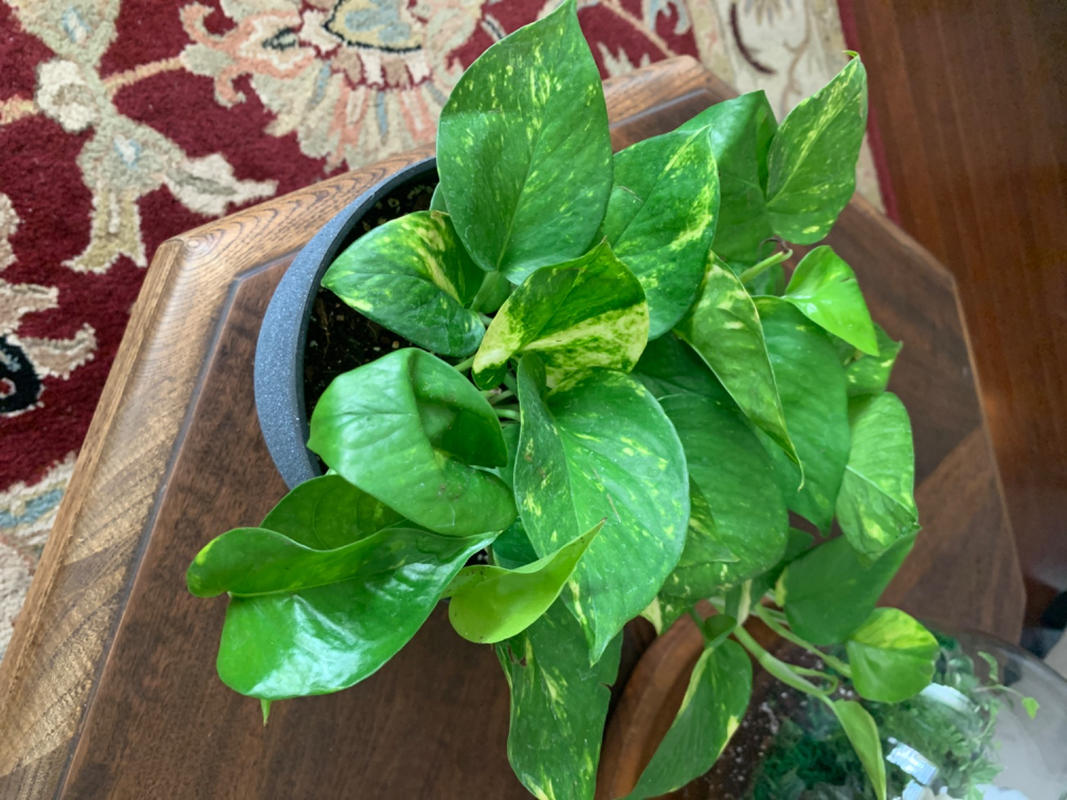 Golden Pothos Plants for Sale – FastGrowingTrees.com