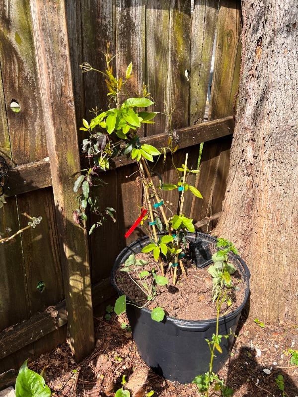 Tangerine Beauty Crossvine for Sale – FastGrowingTrees.com