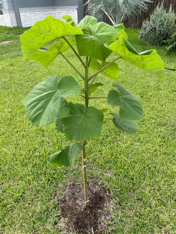 SuperThrive Vitamin Solution – FastGrowingTrees.com