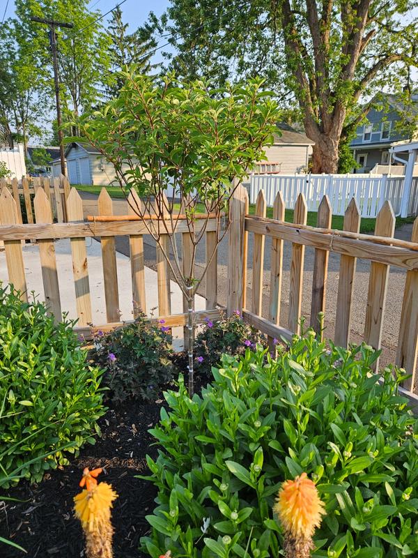 Vanilla Strawberry™ Hydrangeas Trees for Sale – FastGrowingTrees.com