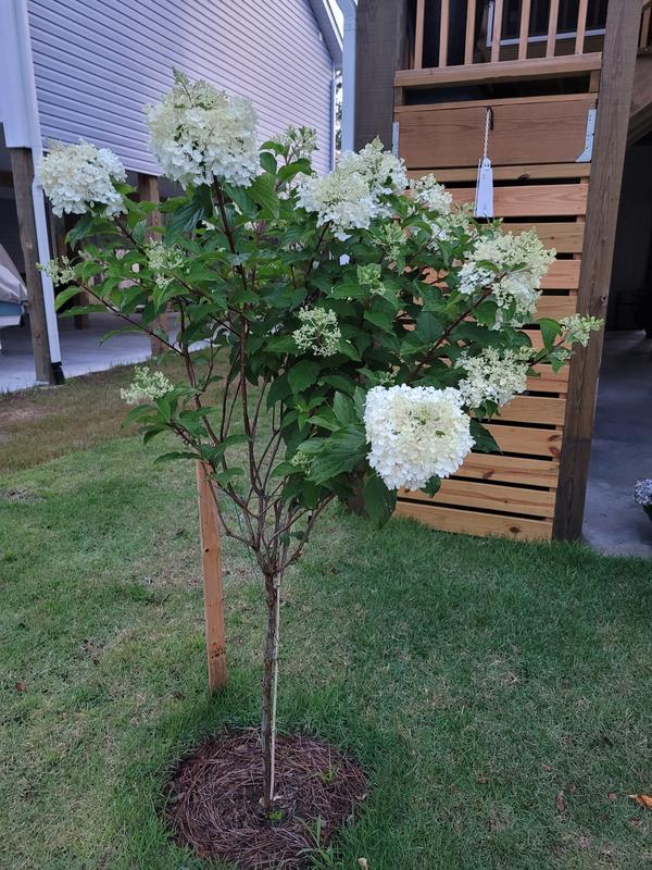 Vanilla Strawberry™ Hydrangeas Trees for Sale – FastGrowingTrees.com
