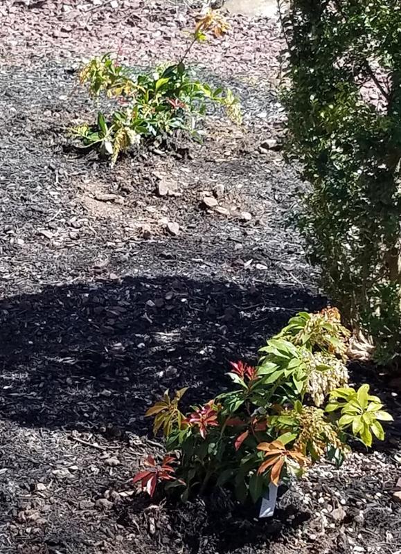 Pieris Mountain Fire Plants – FastGrowingTrees.com