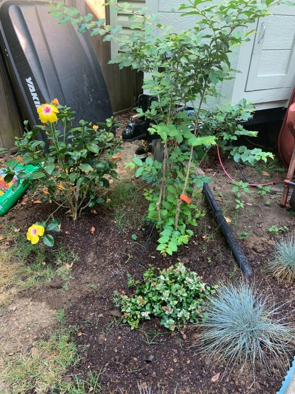 Snow N Summer™ Asiatic Jasmine Shrubs For Sale