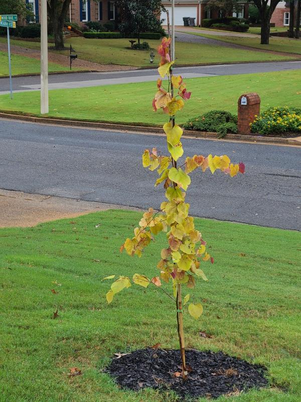Flame Thrower® Redbud Trees for Sale | FastGrowingTrees.com