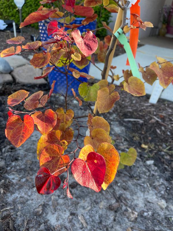 Flame Thrower® Redbud Trees for Sale | FastGrowingTrees.com