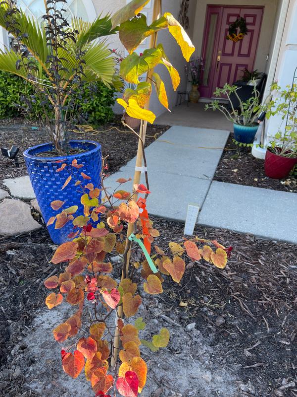 Flame Thrower® Redbud Trees for Sale | FastGrowingTrees.com