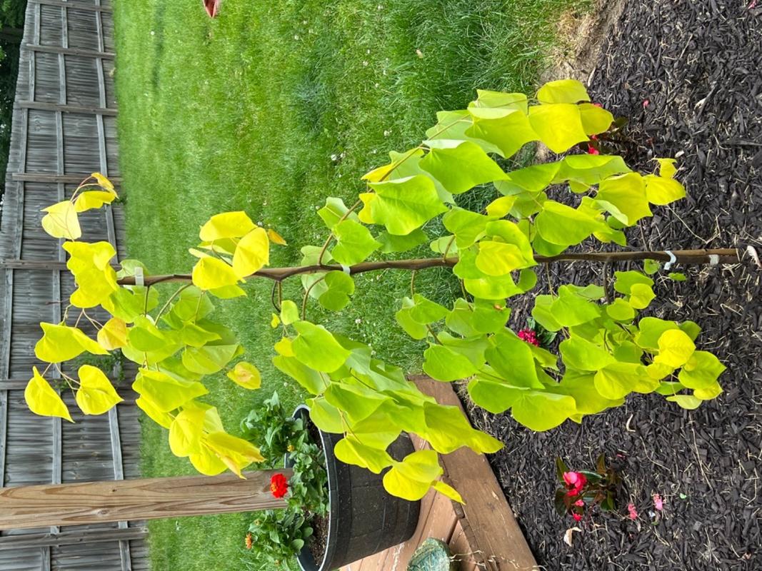 Golden Falls® Redbud Trees for Sale | FastGrowingTrees.com
