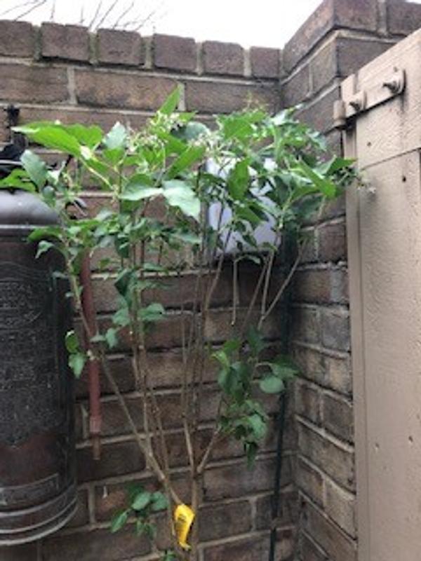 Miss Kim Lilac Trees for Sale | FastGrowingTrees.com