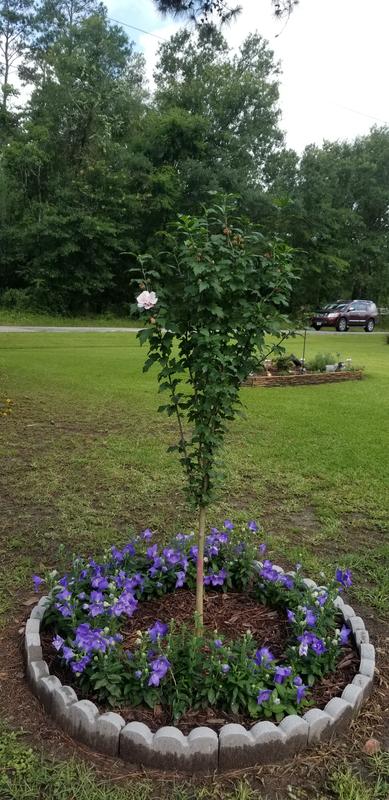 Pink Rose of Sharon Althea Trees for Sale | FastGrowingTrees.com