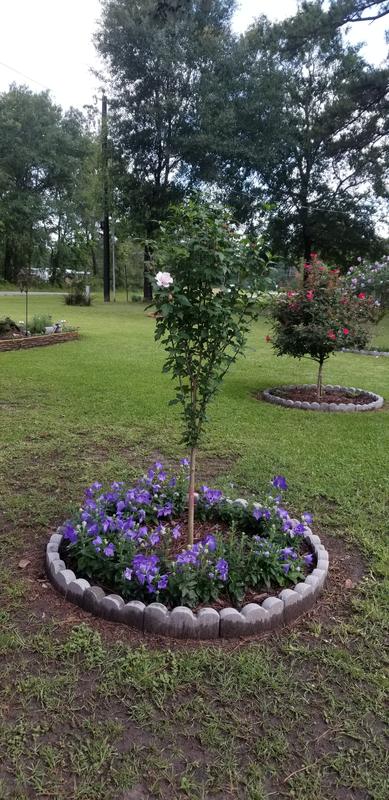 Pink Rose of Sharon Althea Trees for Sale | FastGrowingTrees.com