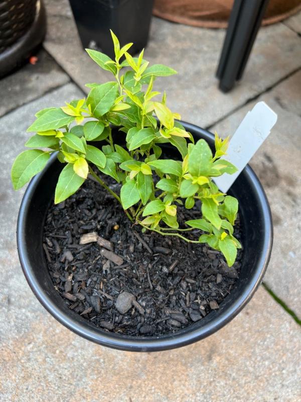 Legacy Blueberry Bushes for Sale – FastGrowingTrees.com