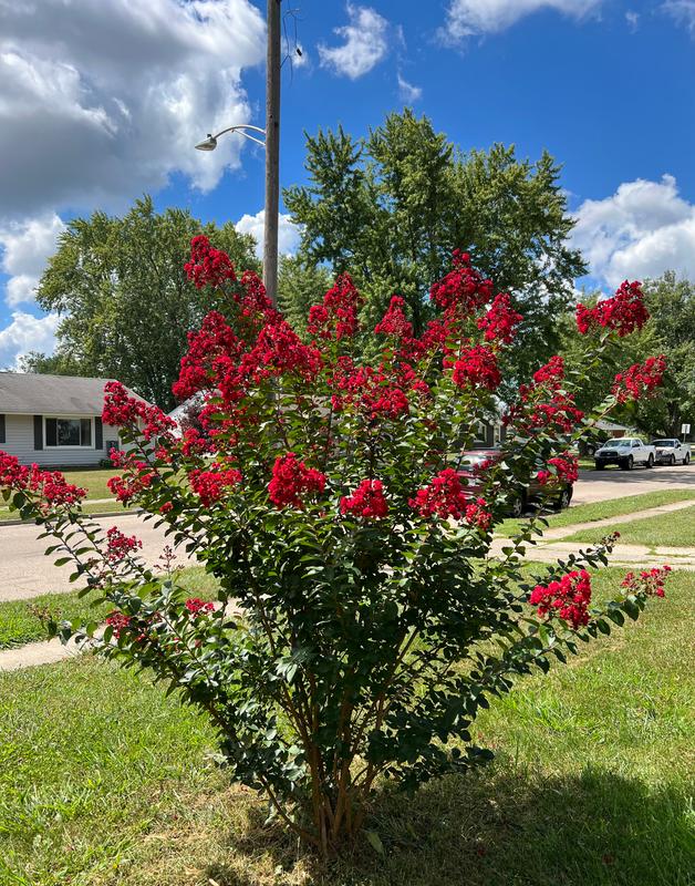 Colorama™ Scarlet Crape Myrtle Trees for Sale – FastGrowingTrees.com
