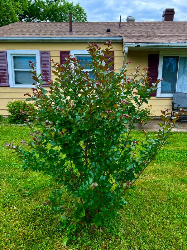 Colorama™ Scarlet Crape Myrtle Trees for Sale – FastGrowingTrees.com