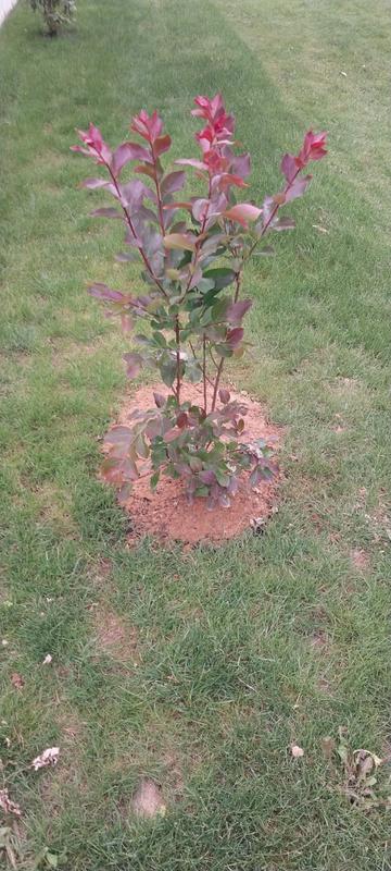 Colorama™ Scarlet Crape Myrtle Trees for Sale – FastGrowingTrees.com