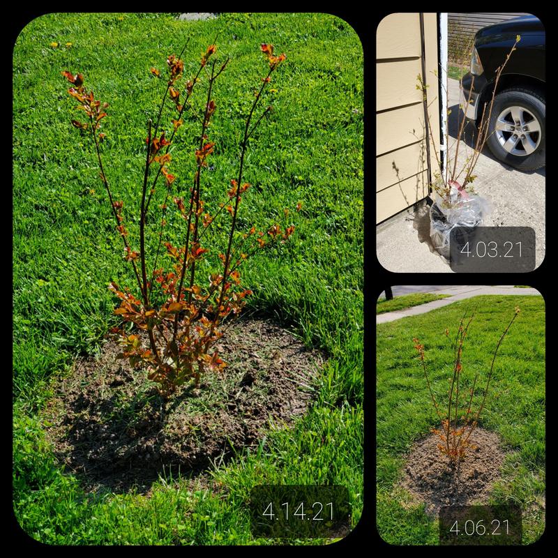 Colorama™ Scarlet Crape Myrtle Trees for Sale – FastGrowingTrees.com