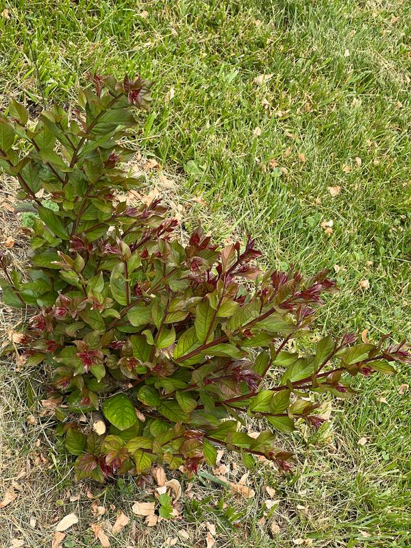 Colorama™ Scarlet Crape Myrtle Trees for Sale – FastGrowingTrees.com