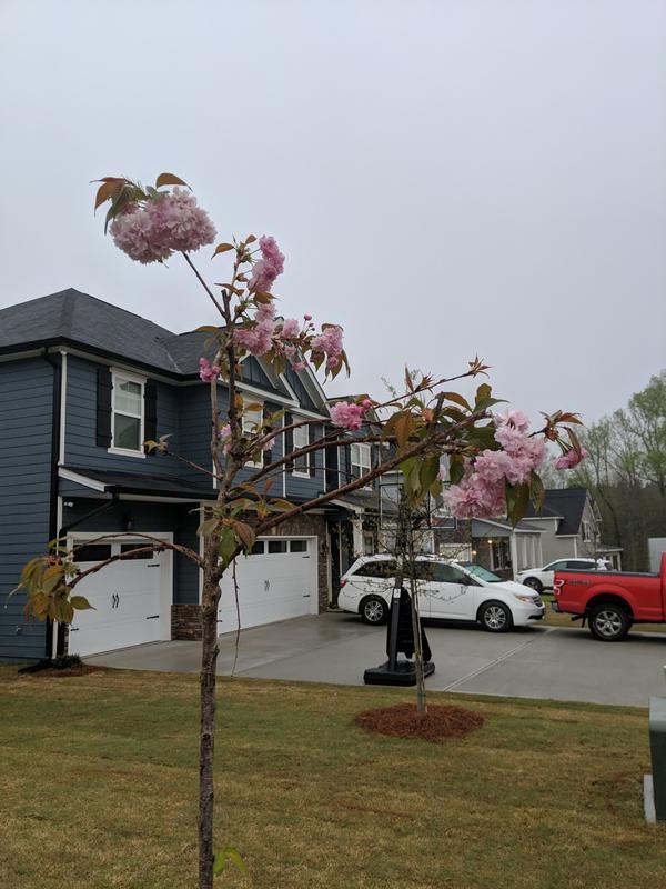 Weeping Extraordinaire™ Cherry Trees for Sale – FastGrowingTrees.com