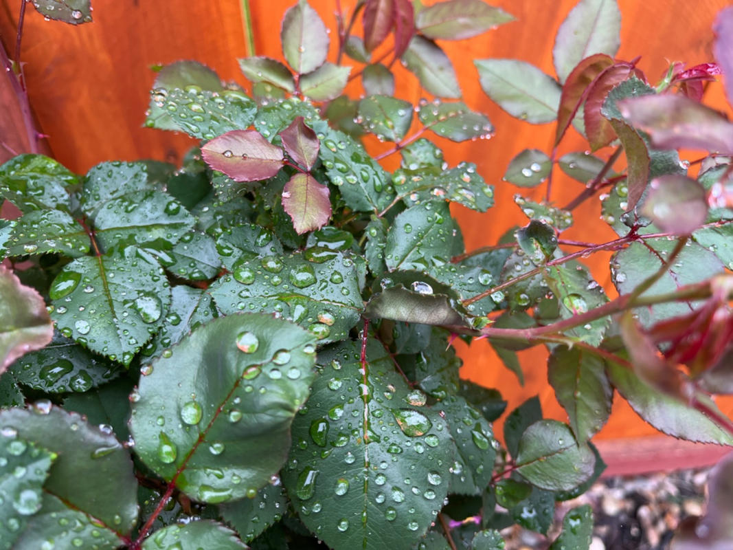 Dancing in the Dark™ Rose Trees for Sale – FastGrowingTrees.com