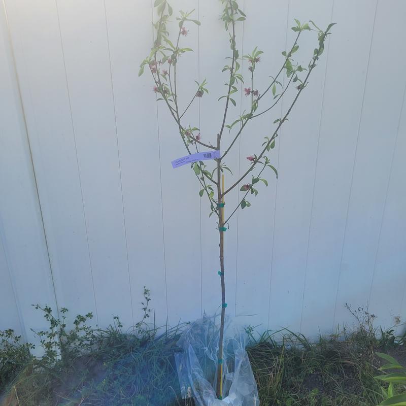 Red Baron Peach Trees for Sale – FastGrowingTrees.com