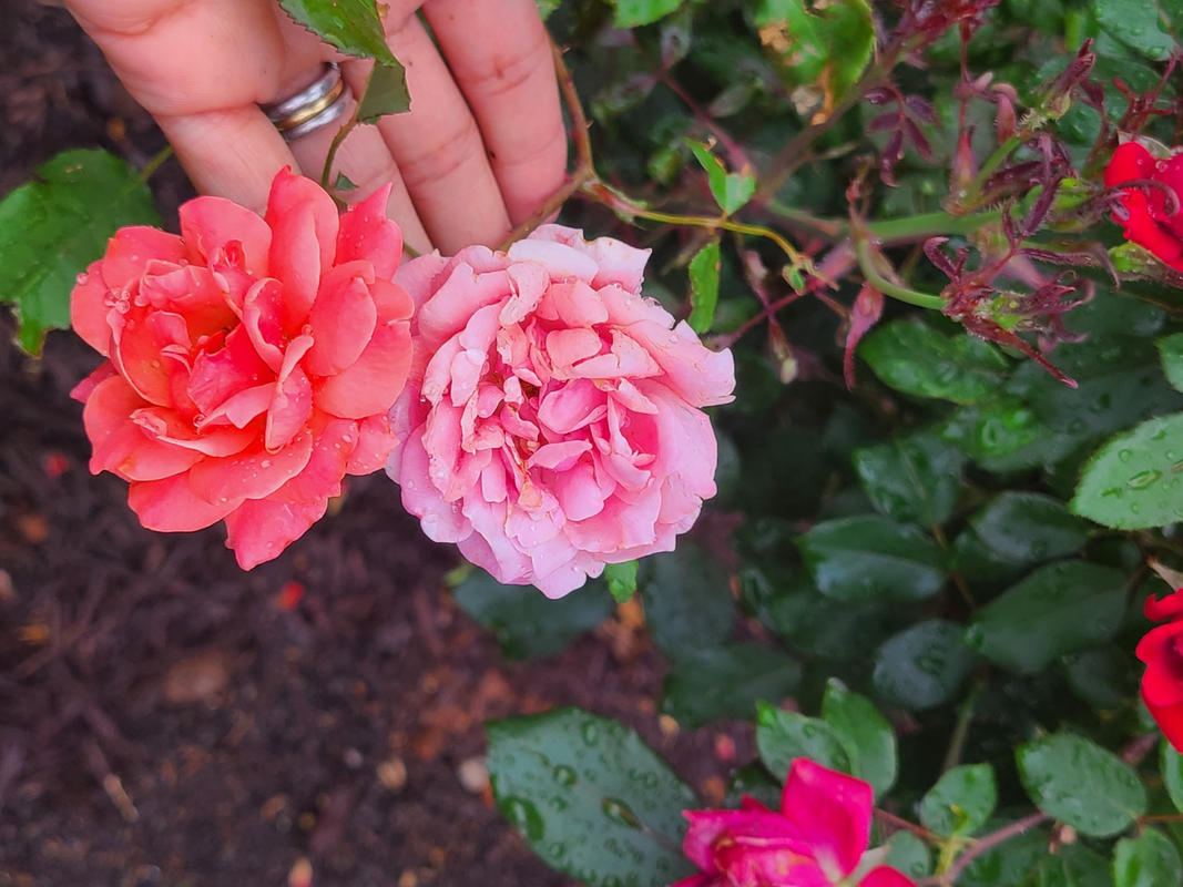 Coral Knock Out® Rose Trees for Sale | FastGrowingTrees.com