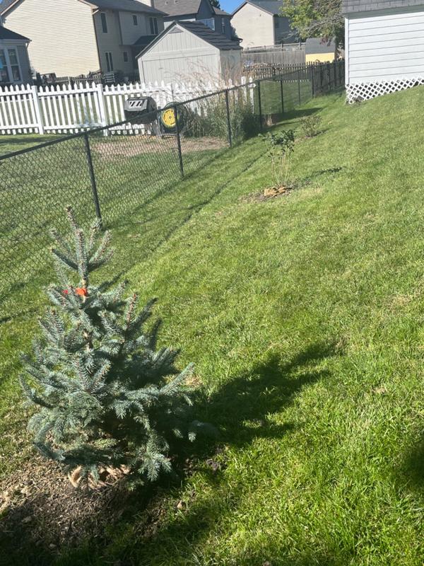 Fat Albert Colorado Blue Spruce Trees for Sale – FastGrowingTrees.com