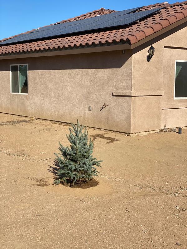 Fat Albert Colorado Blue Spruce Trees for Sale – FastGrowingTrees.com
