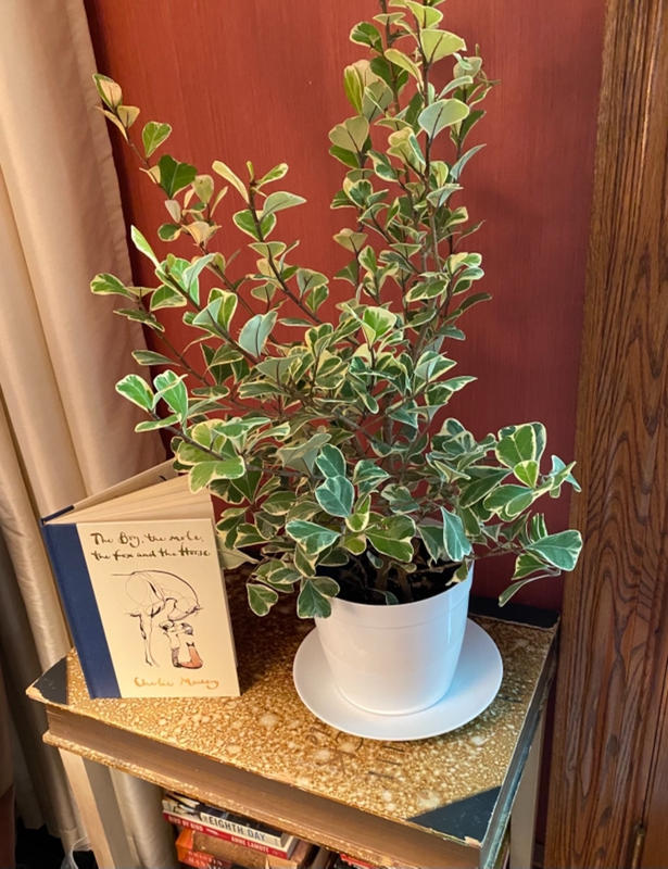 Variegated Triangle Ficus Plants for Sale – FastGrowingTrees.com