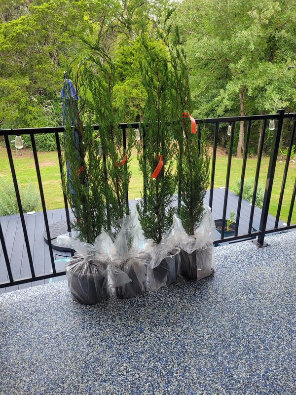 Green Rocket Leyland Cypress Trees for Sale – FastGrowingTrees.com