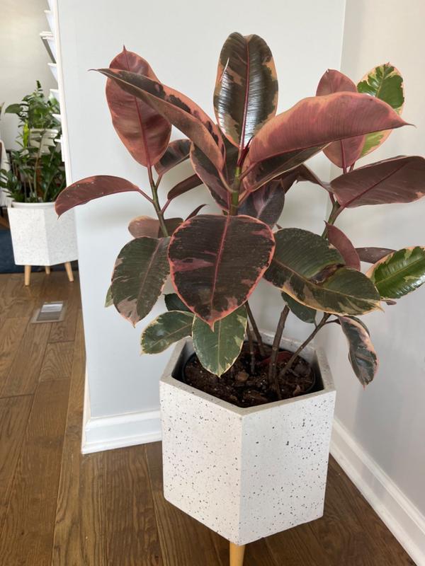 Ficus Ruby Variegated Rubber Plants for Sale – FastGrowingTrees.com