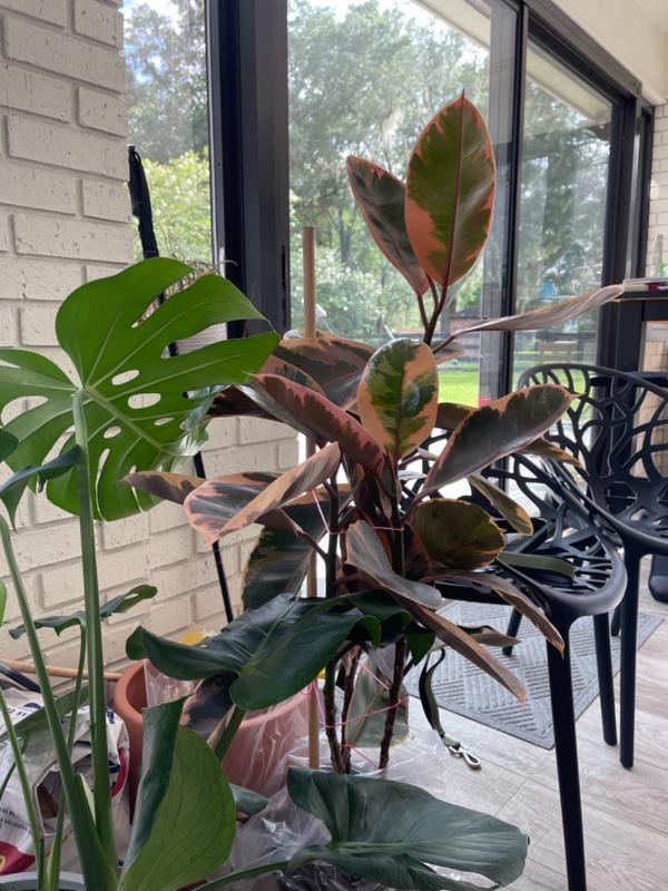Ficus Ruby Variegated Rubber Plants for Sale – FastGrowingTrees.com
