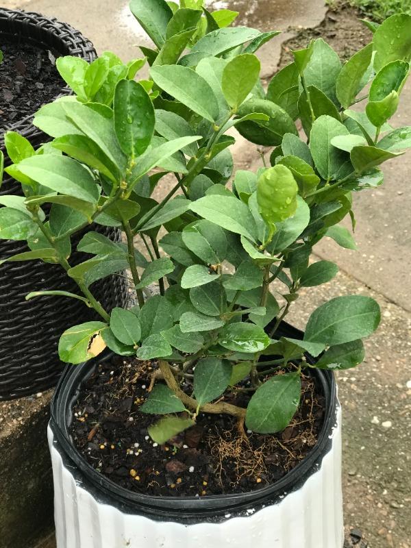 Lemon-Lime Citrus Bushes for Sale – FastGrowingTrees.com